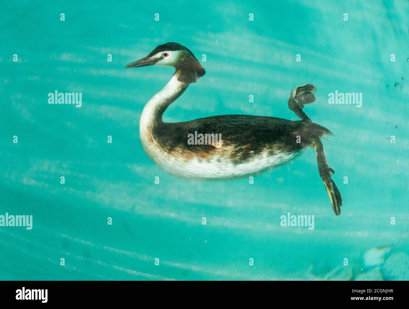 Great Crested Grebe 'Podiceps cristatus' Adult swimming underwater ...