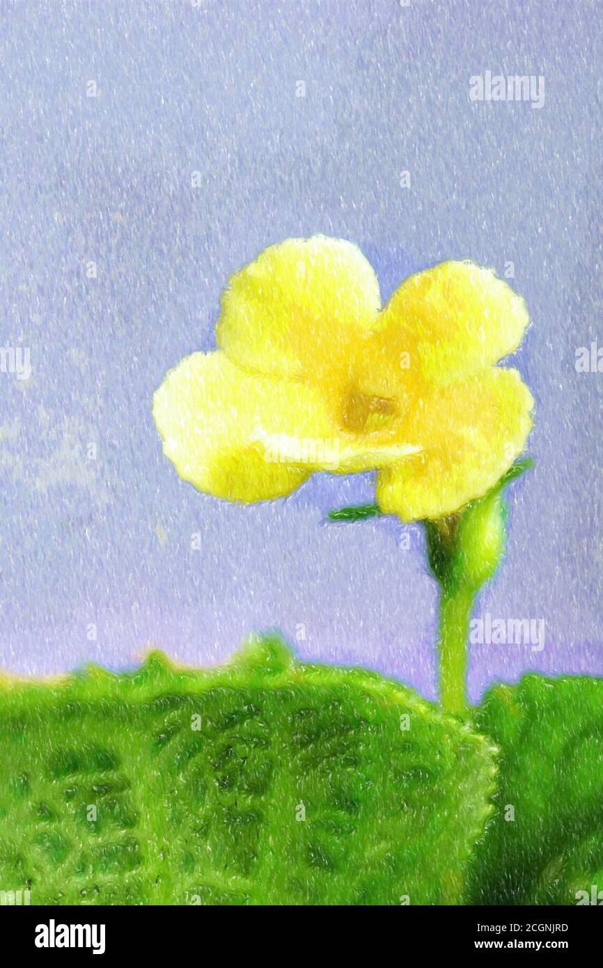 Illustration of close up of yellow episcia home plant Stock Photo - Alamy