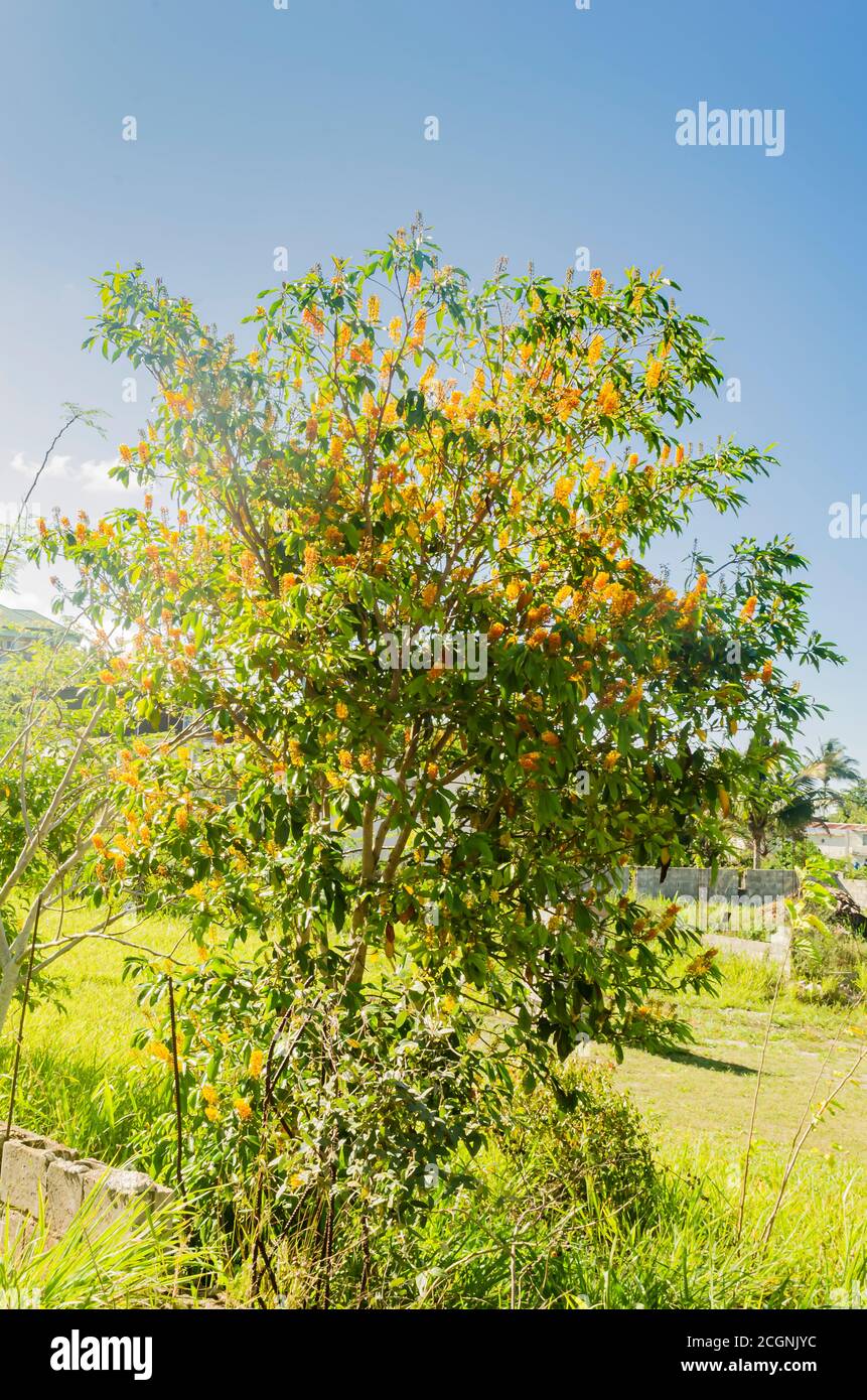 Acerola tree hi-res stock photography and images - Alamy