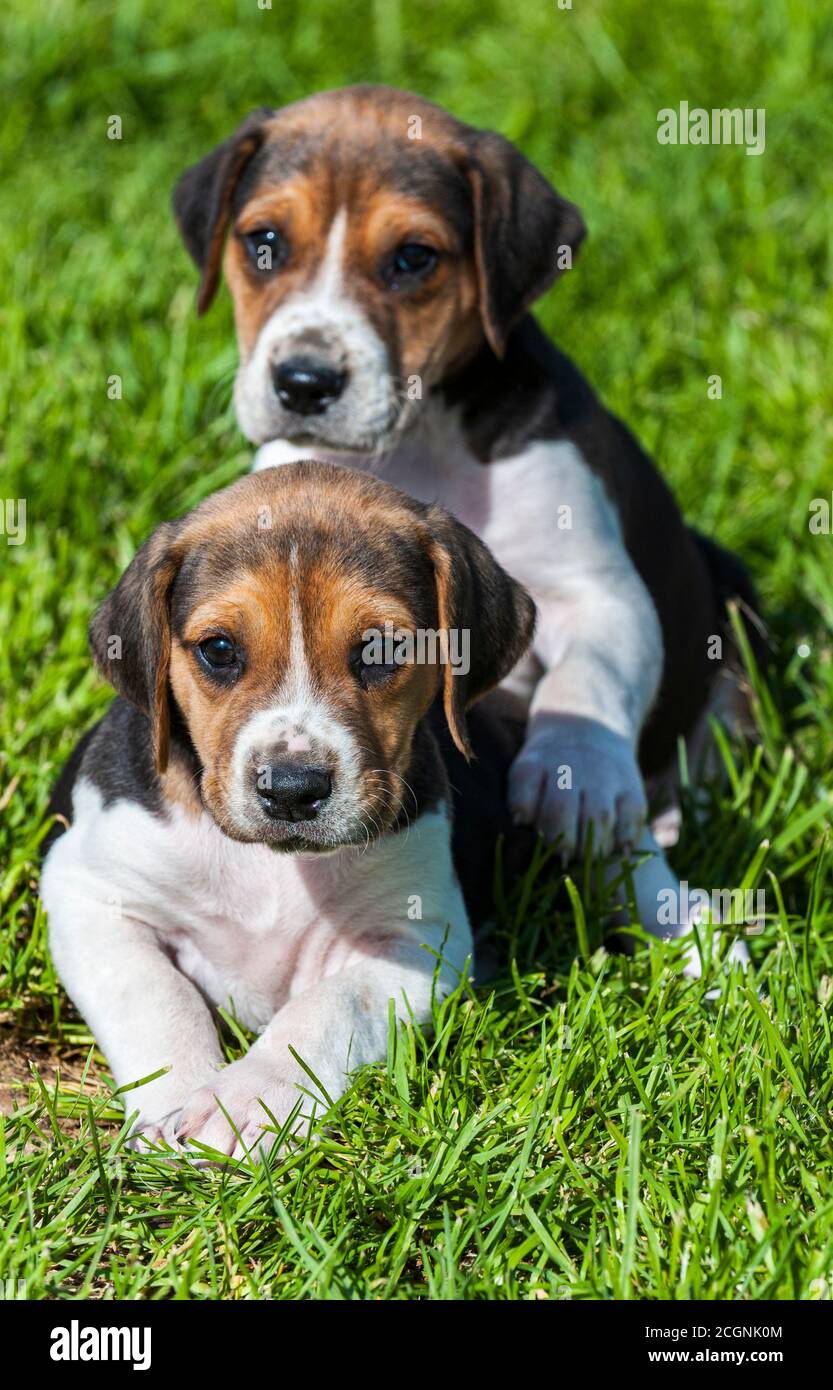 Foxhound hi-res stock photography and images - Alamy