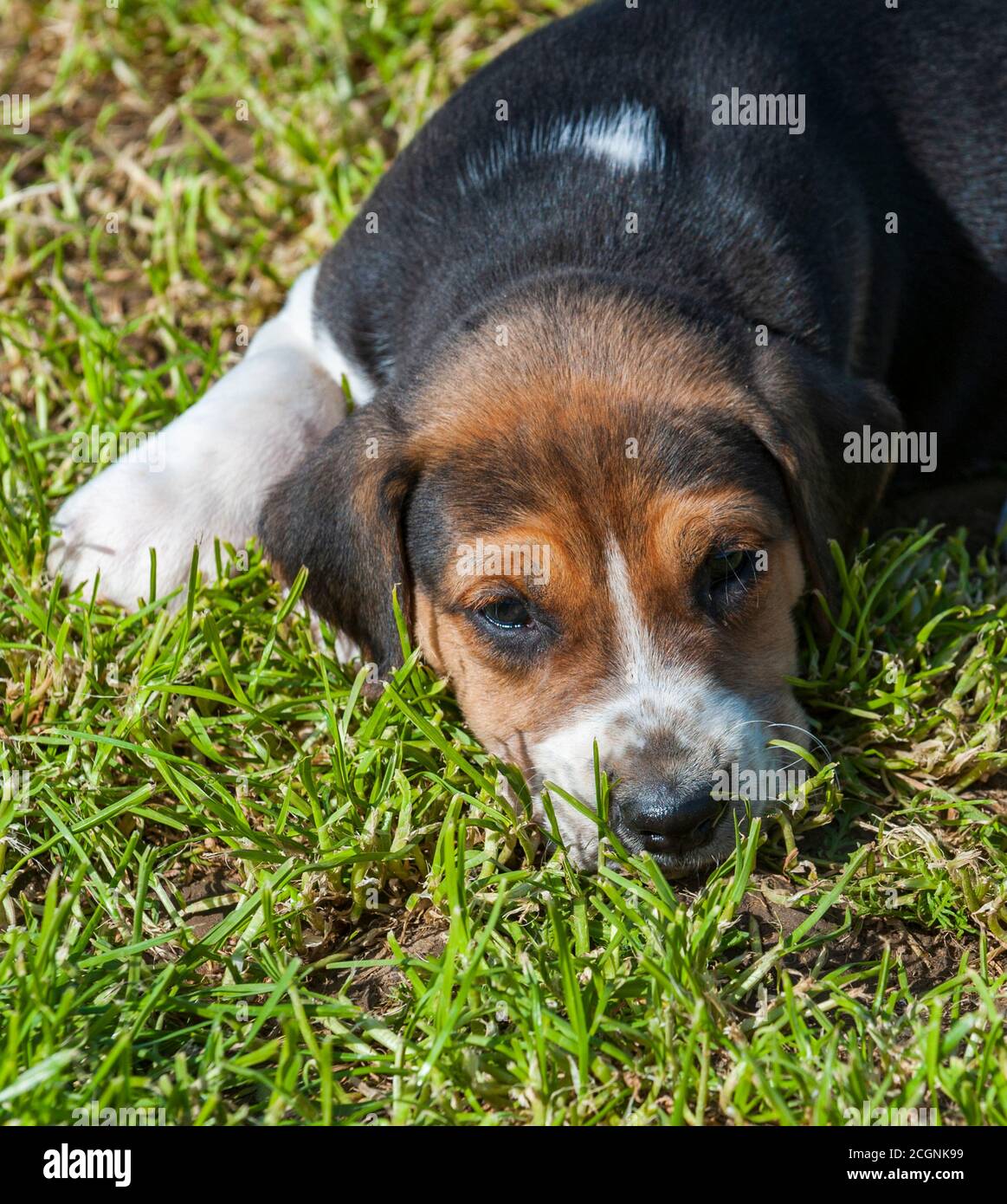Fox hounds puppies dogs hi-res stock photography and images - Alamy
