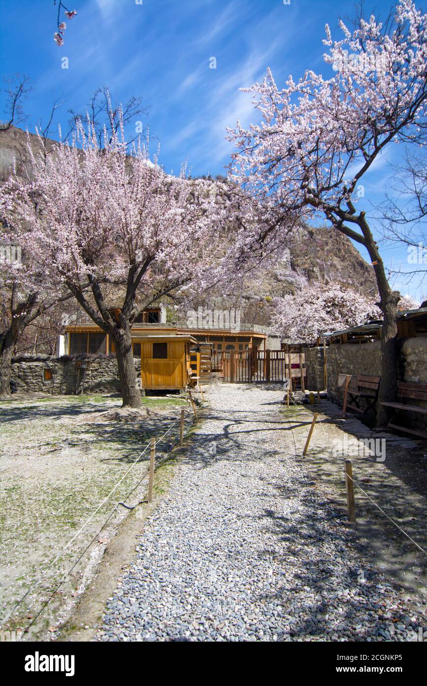 Hunza valley apricot hi-res stock photography and images - Alamy