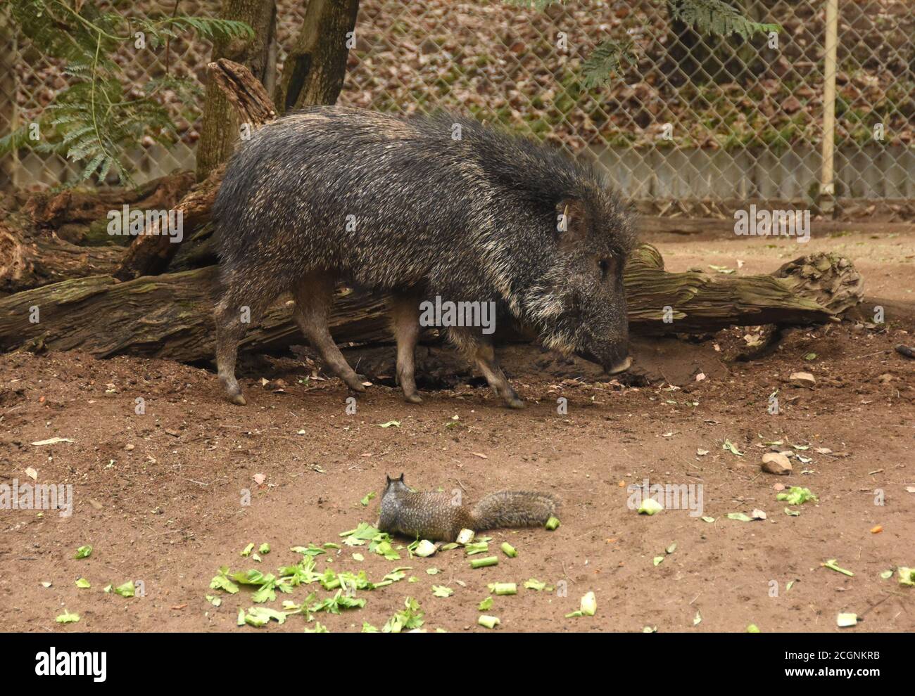 Summer Heatwave Squirrel High Resolution Stock Photography and Images ...