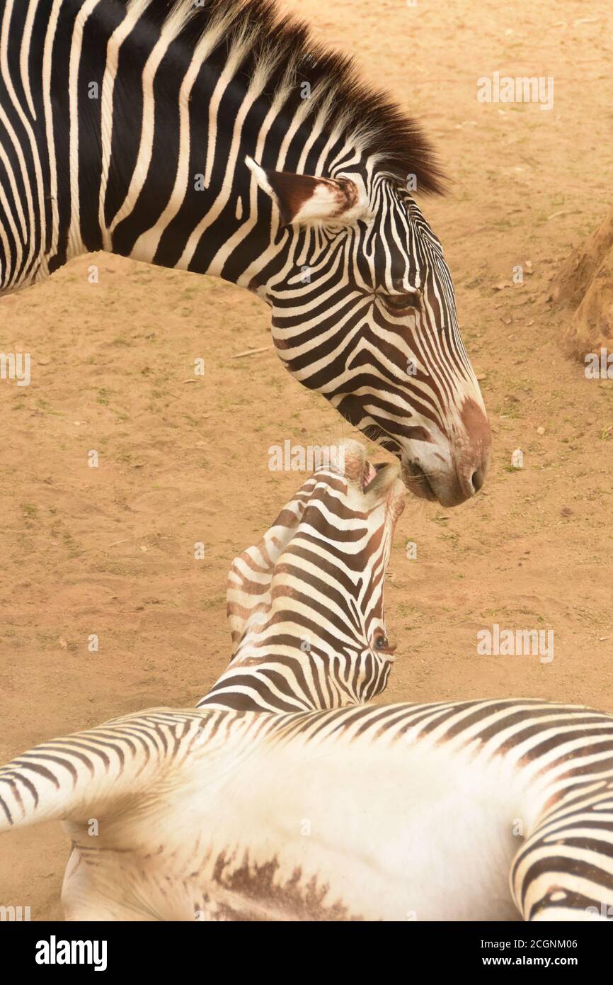 Los Angeles, California, USA 10th September 2020 A general view of ...
