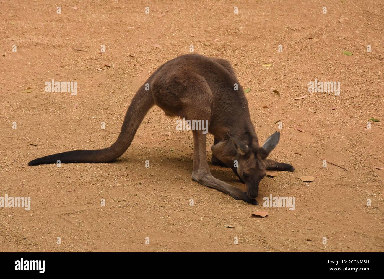 Los Angeles, California, USA 10th September 2020 A general view of ...