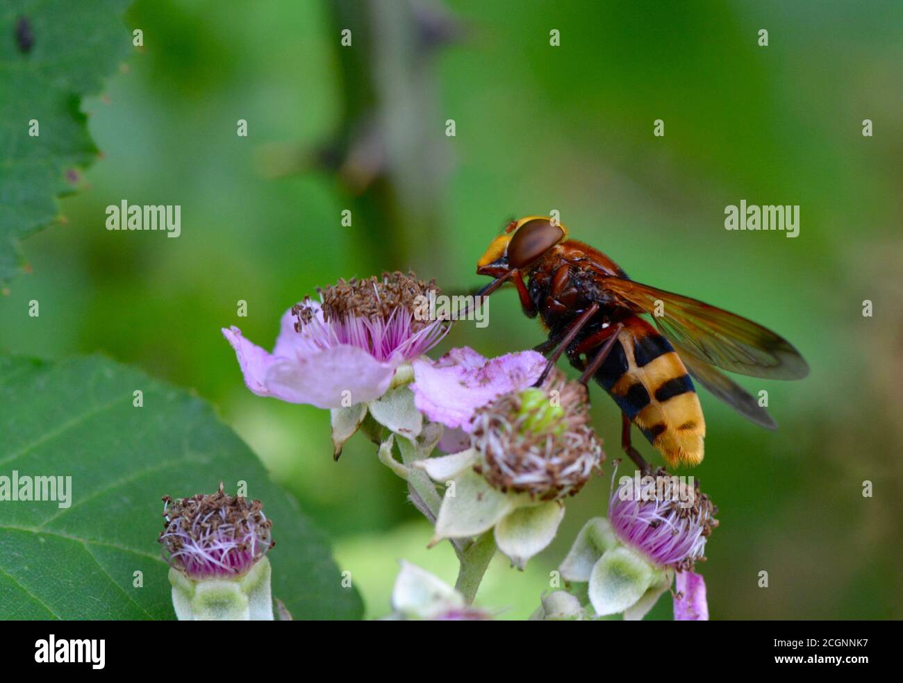 Hornet mimic fly hi-res stock photography and images - Alamy