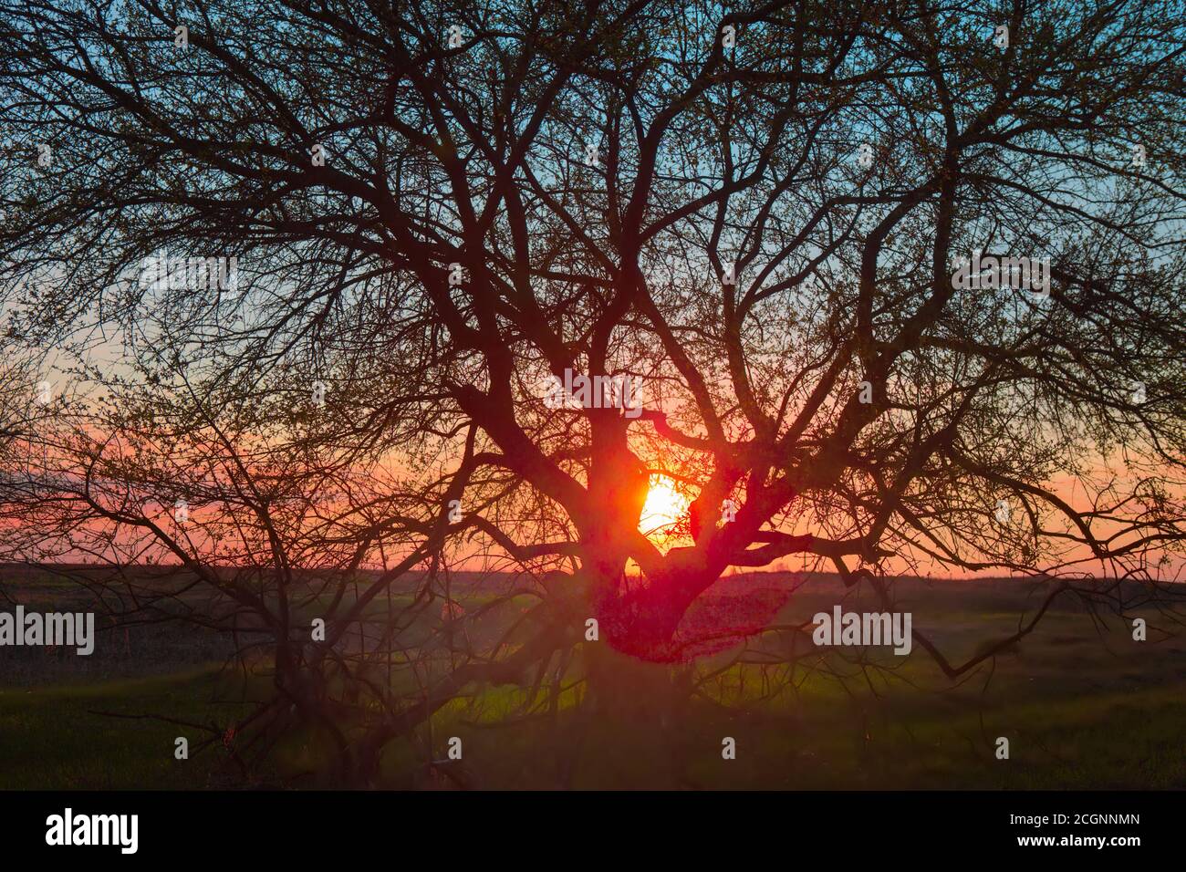 trees against beautiful sunset in the summer Stock Photo - Alamy