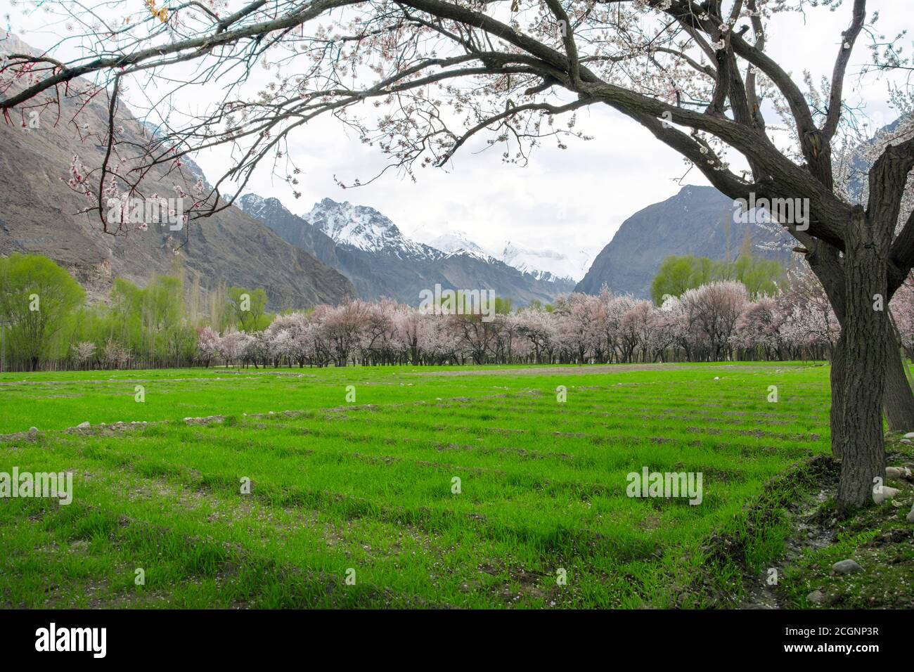 cherry blossom and spring landscape of hunza ,gilgit baltistan ...