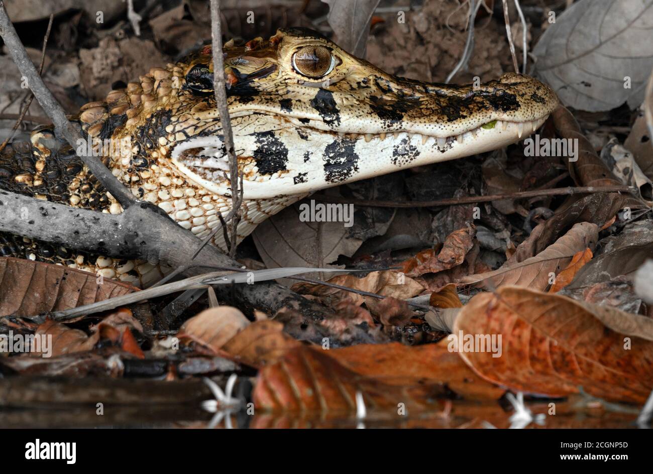 Black Caiman Melanosuchus Niger High Resolution Stock Photography and ...