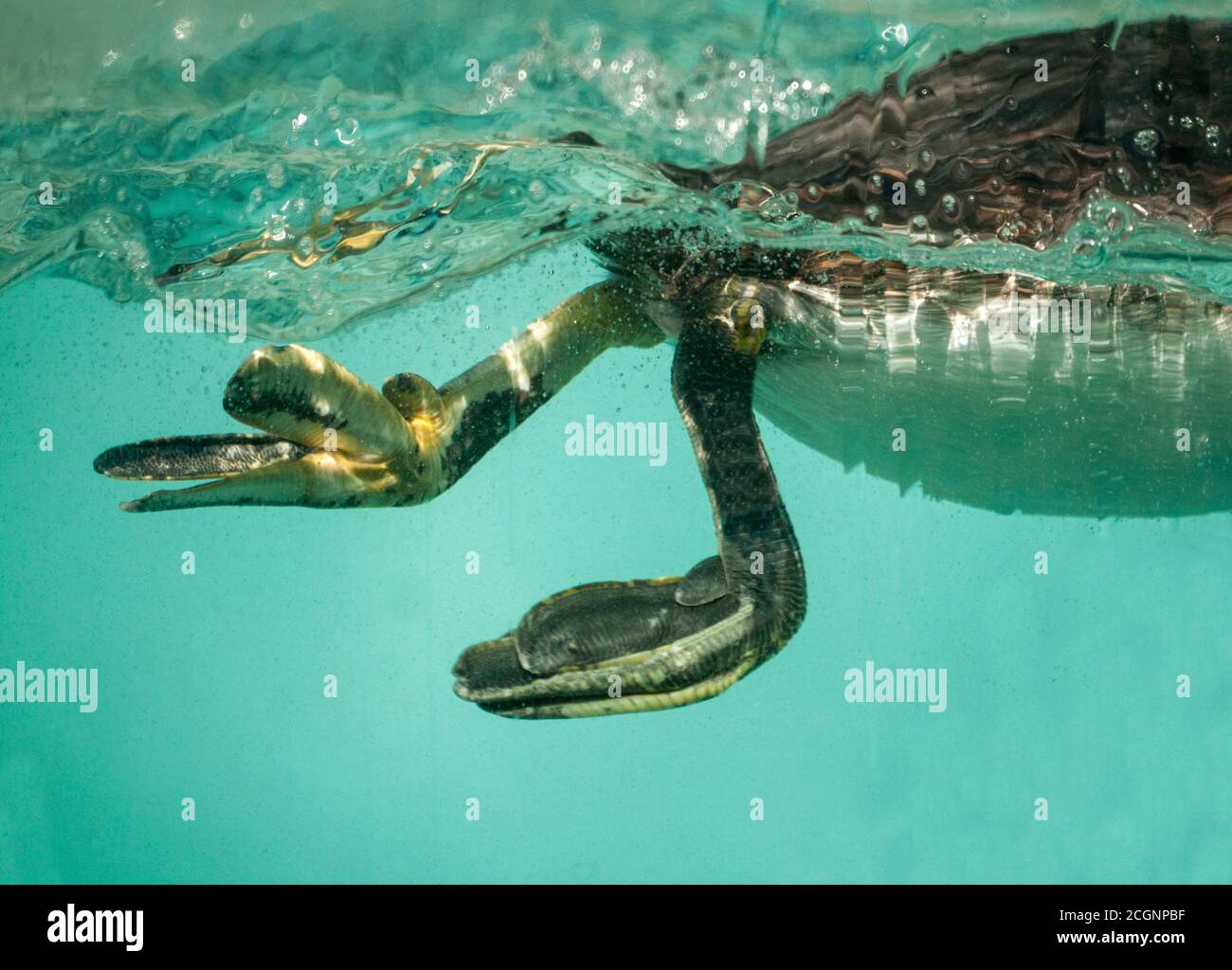 Large lobed feet hi-res stock photography and images - Alamy