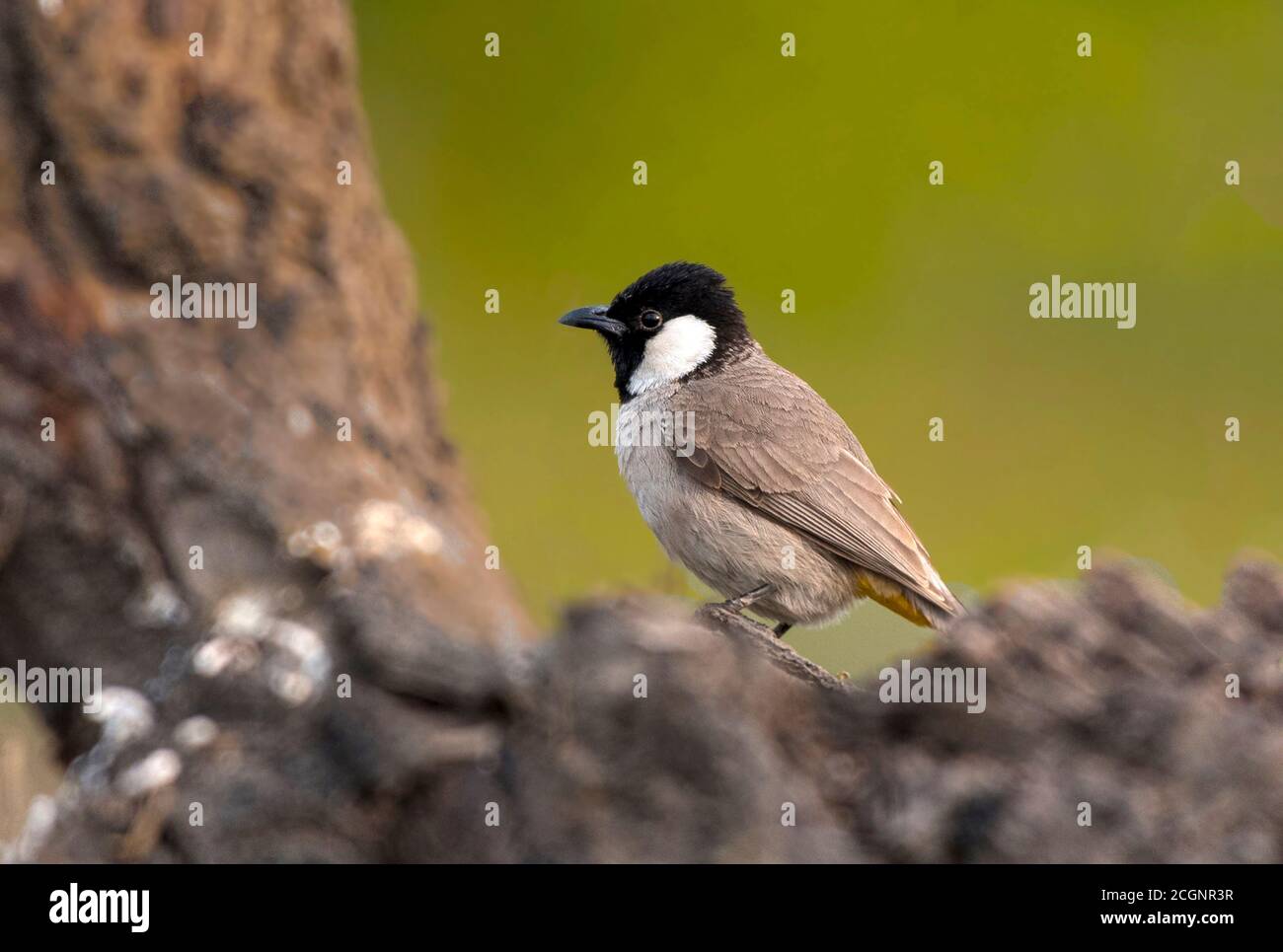 White eared bulbul bulbul pycnonotus leucotis india bird hi-res stock ...