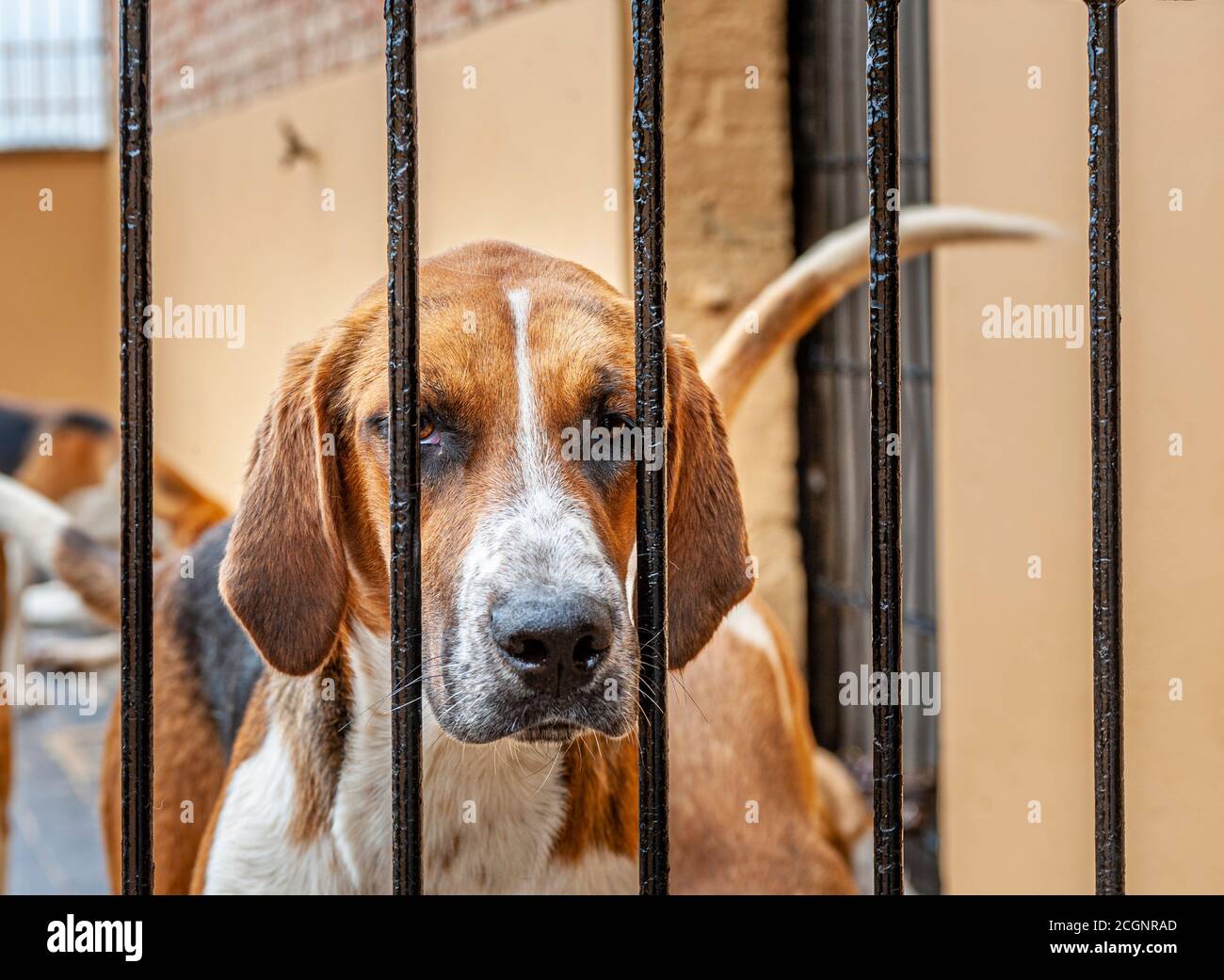 Belvoir, Lincolnshire, UK - English Foxhounds at the Belvoir Hunt ...