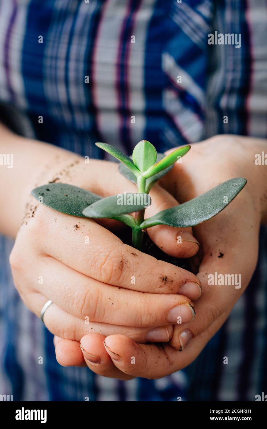 Plant in hands - the concept of new life and safety Stock Photo - Alamy