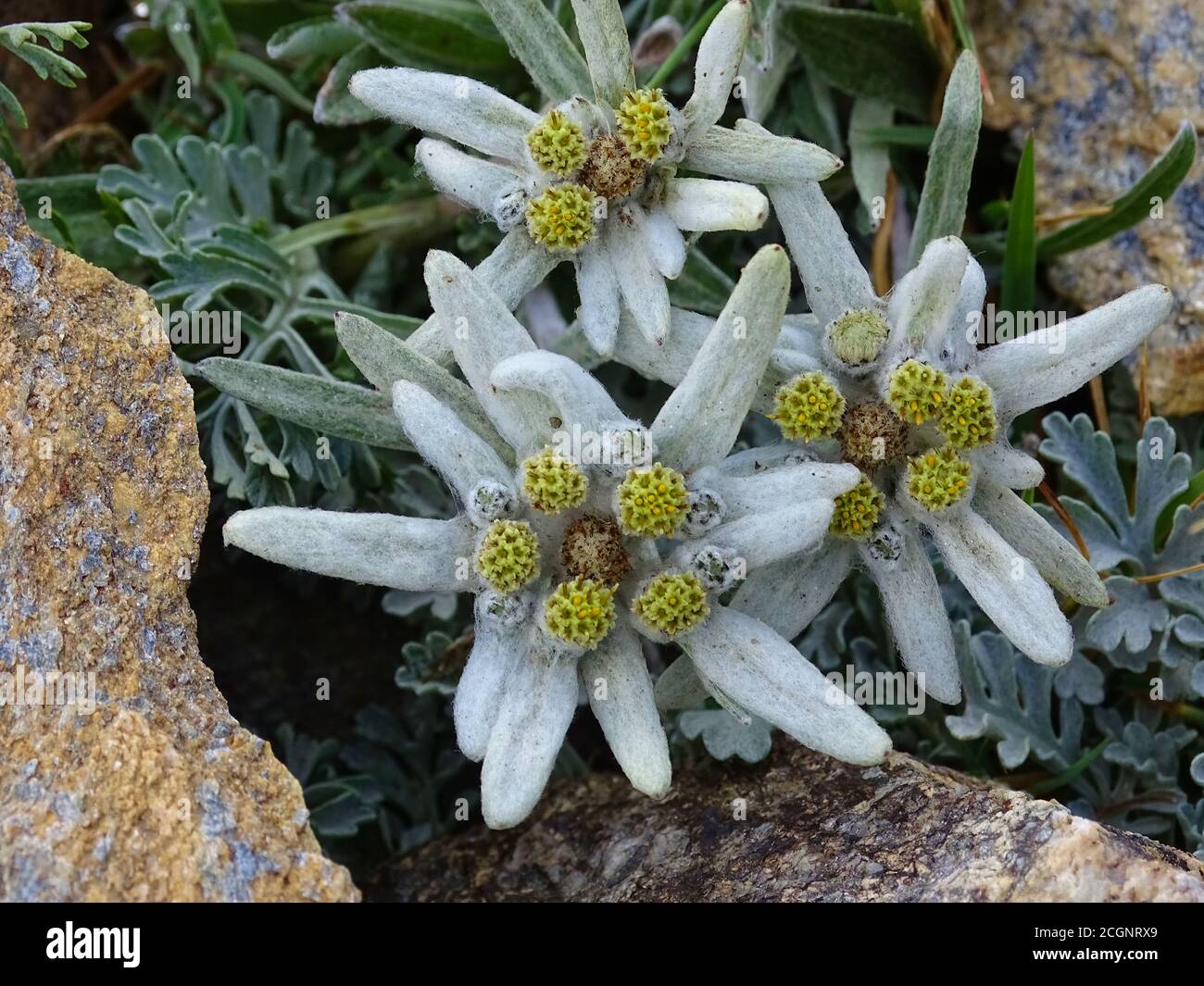 The rare and protected flower Edelweiss, close-up from the European ...