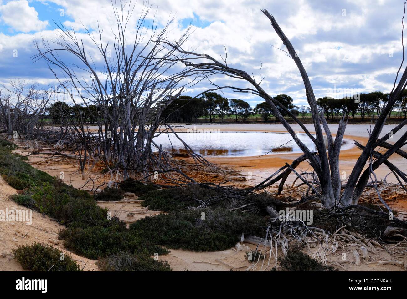 Salt Lake with dead trees, Salmon Gums, Western Australia Stock Photo ...