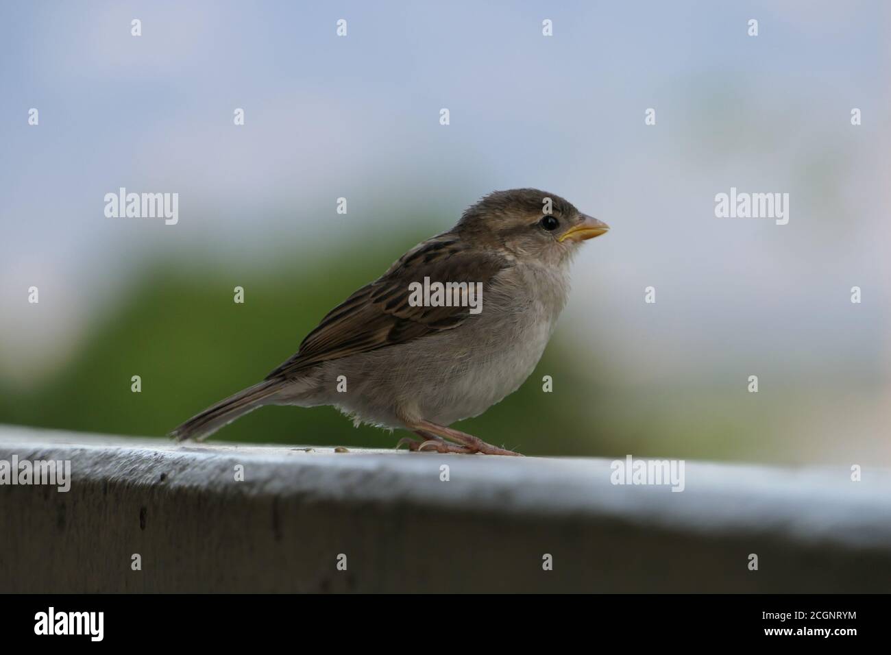Baby house sparrow hi-res stock photography and images - Alamy