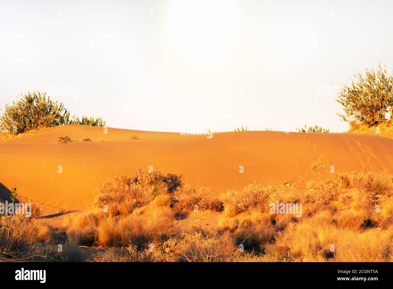 This is Great Indian desert (Thar) - subtropical desert, thousand ...