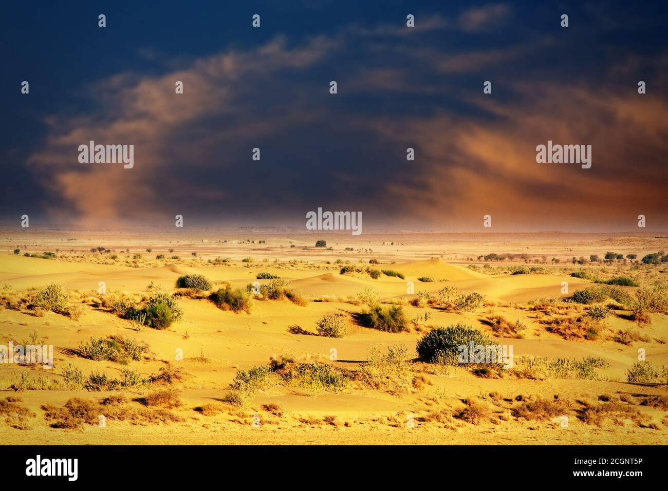 Sand dunes desert scrub great hi-res stock photography and images - Alamy
