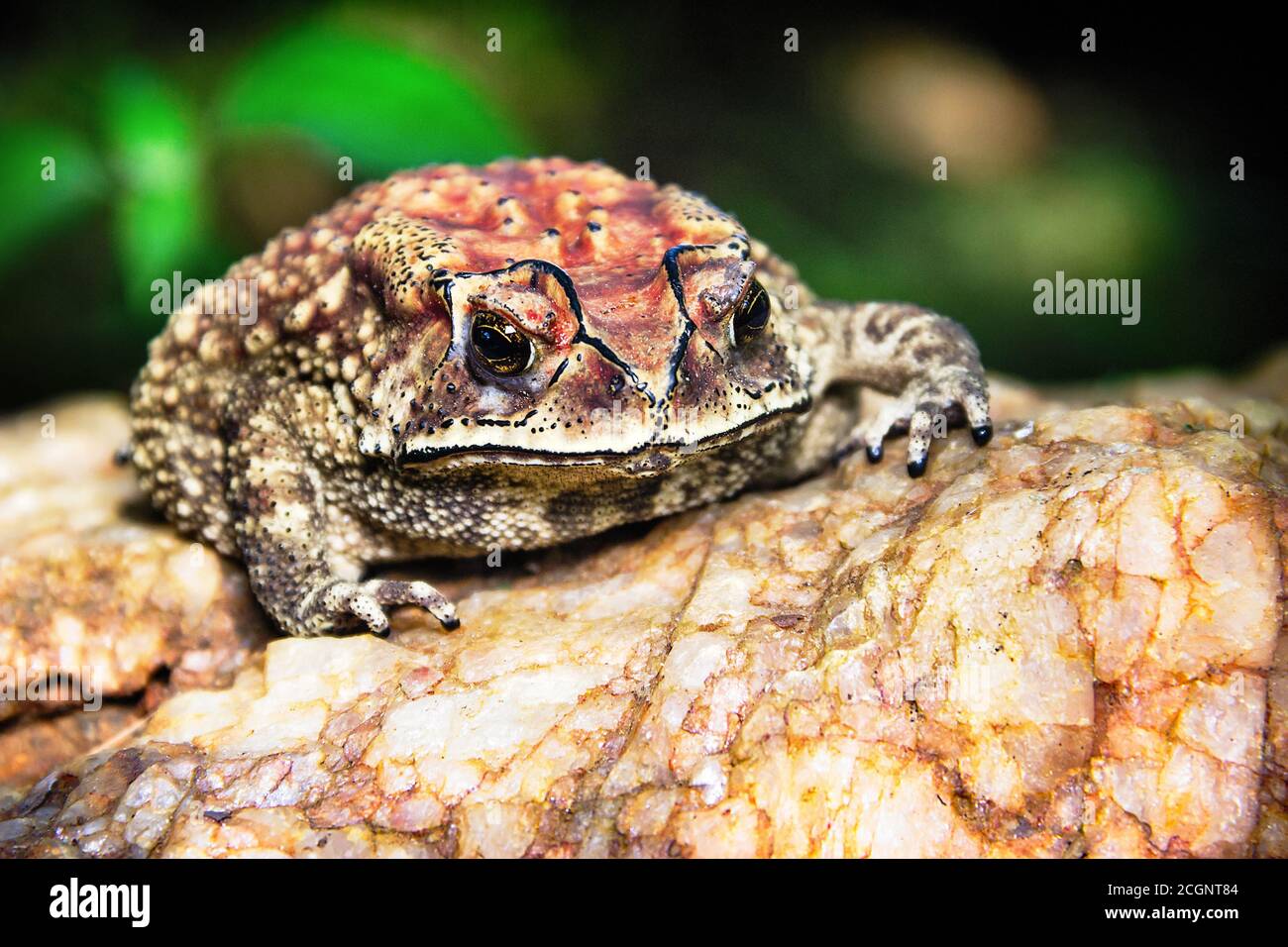 Ferguson's toad (Bufo fergusonii) in past Schneider's (dwarf) toad ...