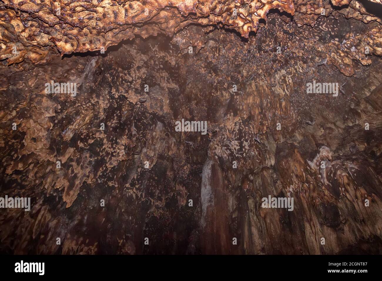 Tens of thousands of bats in huge caves in Southeast Asia. Animals hang ...