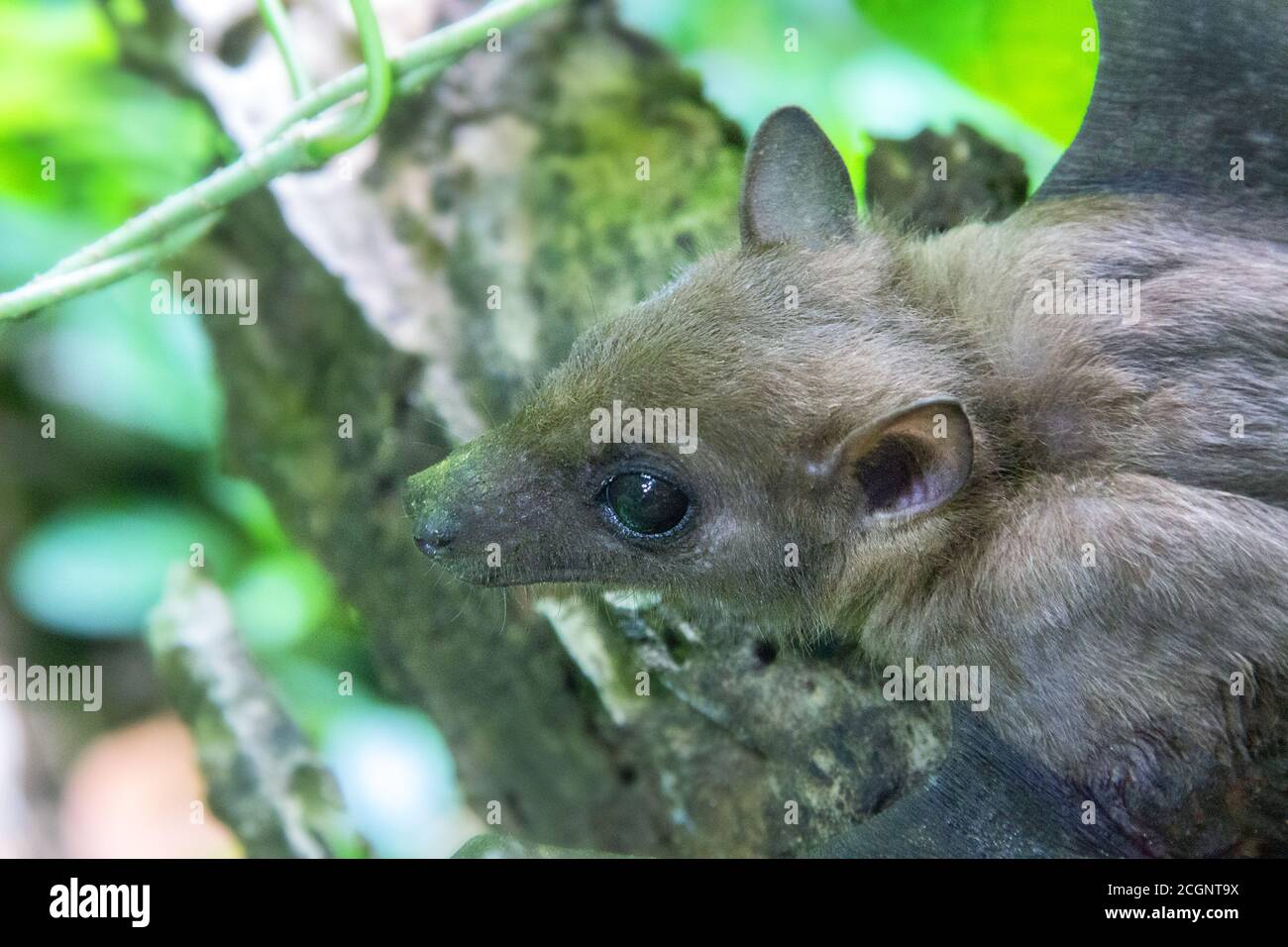 Bat portrait. Indian flying fox (Pteropus giganteus chinghaiensis) from ...