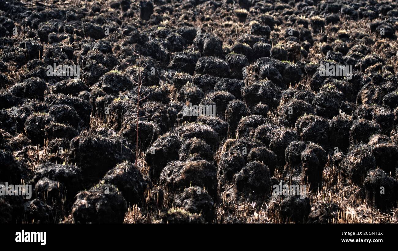 The burnt meadows. Sedge hummocks. Marshland fire Stock Photo - Alamy