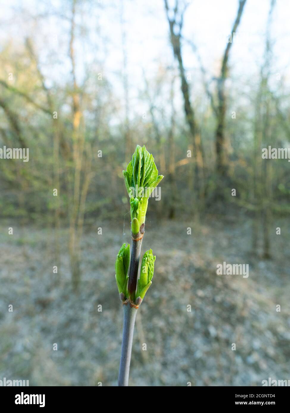 Spring in the forest and maple ash (Acer negundo) turgent buds, threw ...