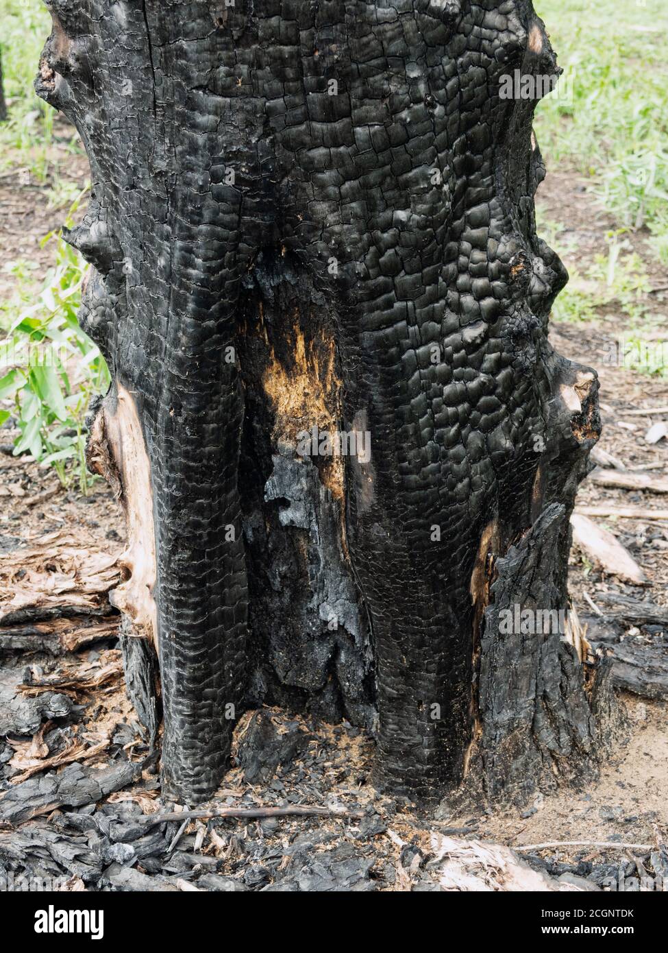Forestry. Burnt tree trunks after a forest fire that took place three ...