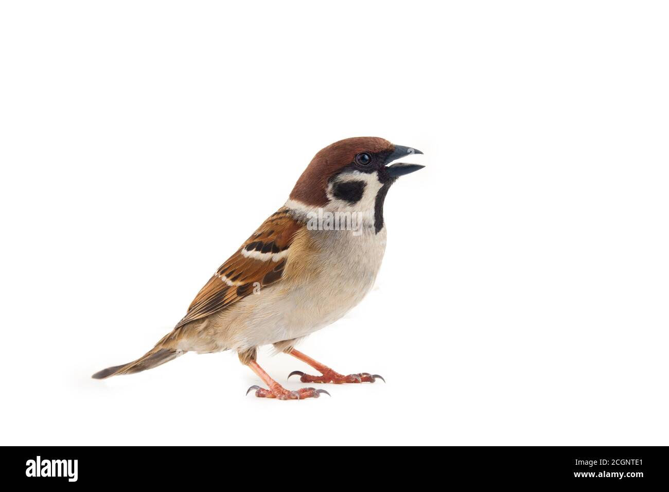 Syn anthropic animal hi-res stock photography and images - Alamy