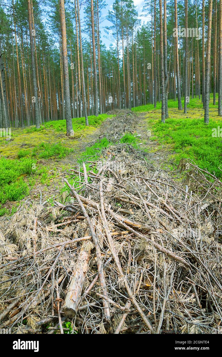 Remains of cutting,, logging waste in Northern boreal coniferous forest ...