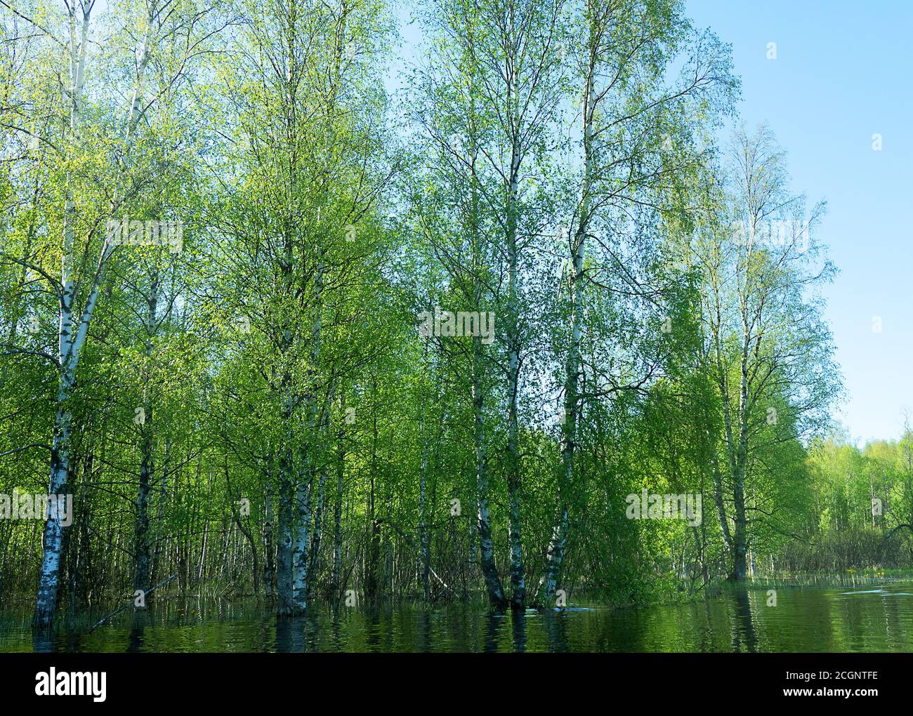 Northern swampy forest. Flooded birch and sedge thickets and water iris ...