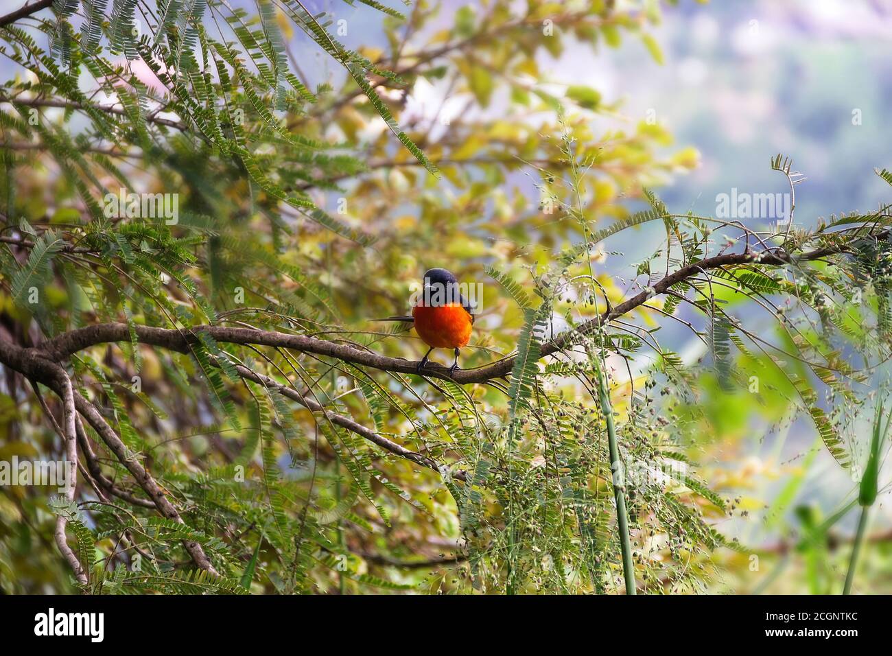Orange Minivet (Pericrocotus flammeus, male) feeds in thickets of wild ...