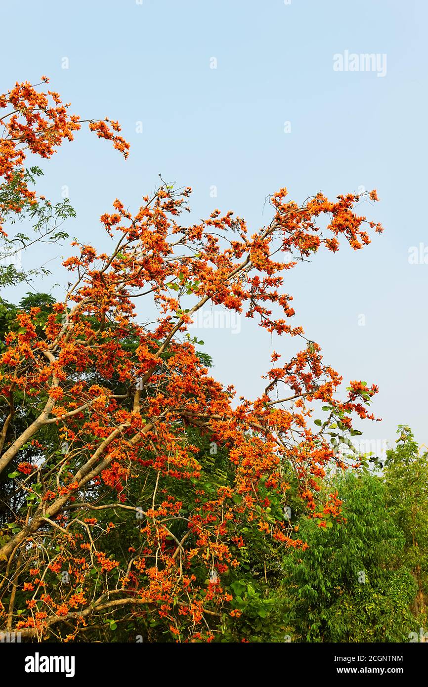 Butea frondosa is a popular traditional Indian medicinal tree. Flame of ...