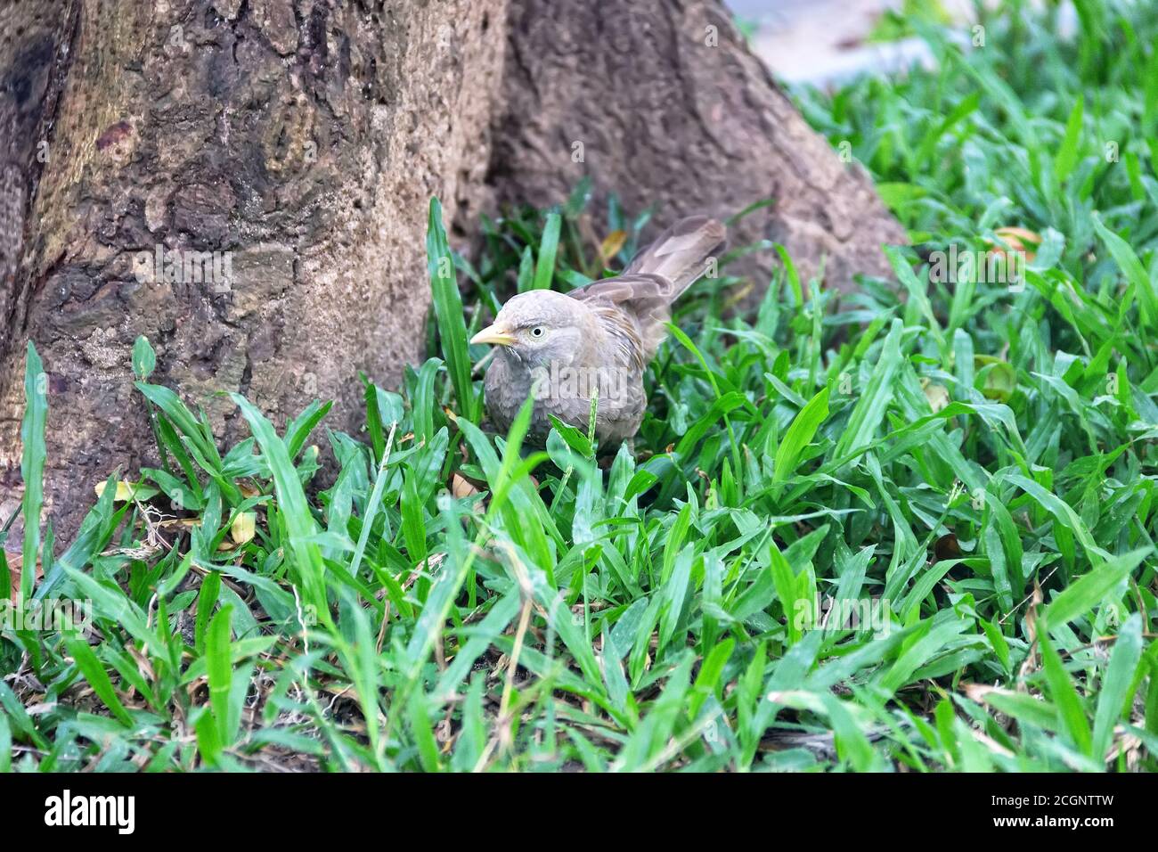 Ceylon Rufous Babbler (Turdoides rufescens) collects food on the lawn ...