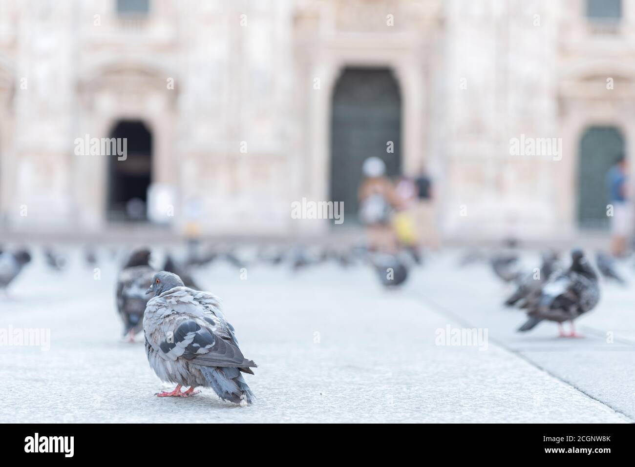 Pigeon laying on the paving of the Milan Cathedral square in Italy ...