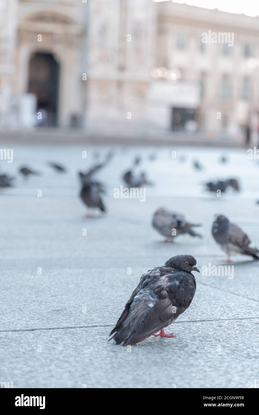 Pigeon laying on the paving of the Milan Cathedral square in Italy ...