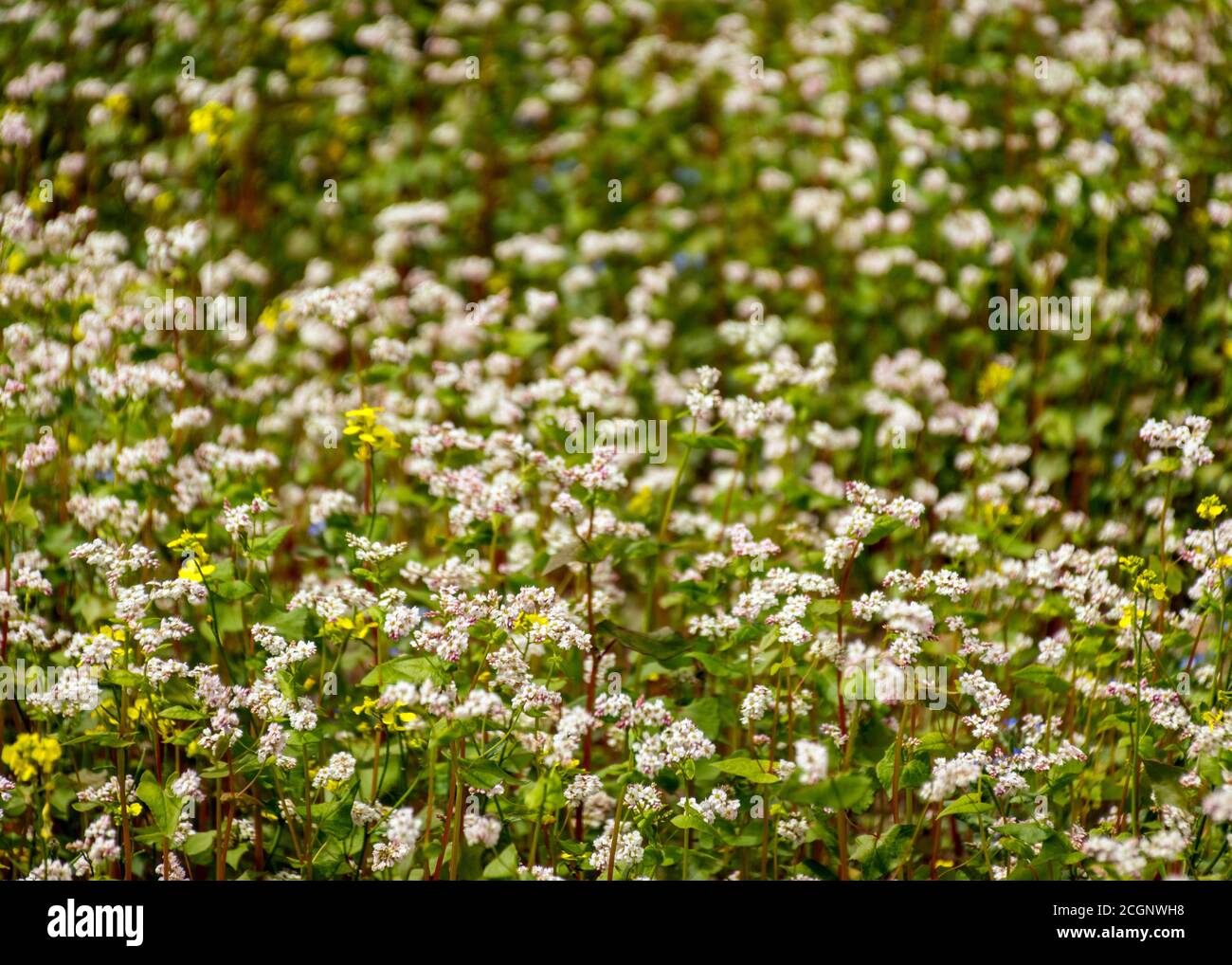 beautiful landscape with buckwheat field, close-up of white buckwheat ...