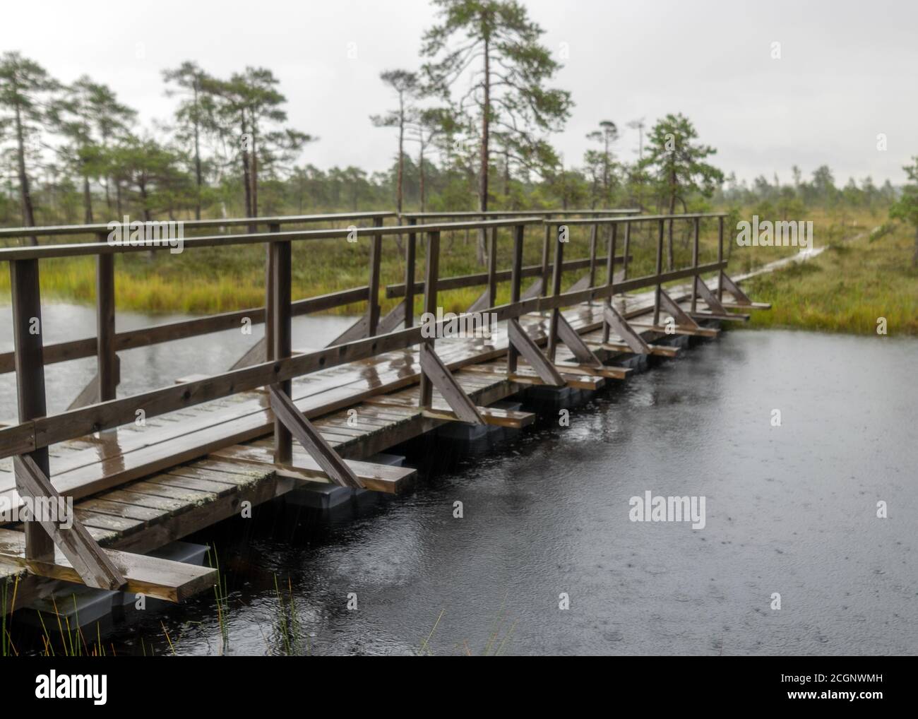 traditional bog landscape with wet trees, grass and bog moss during ...