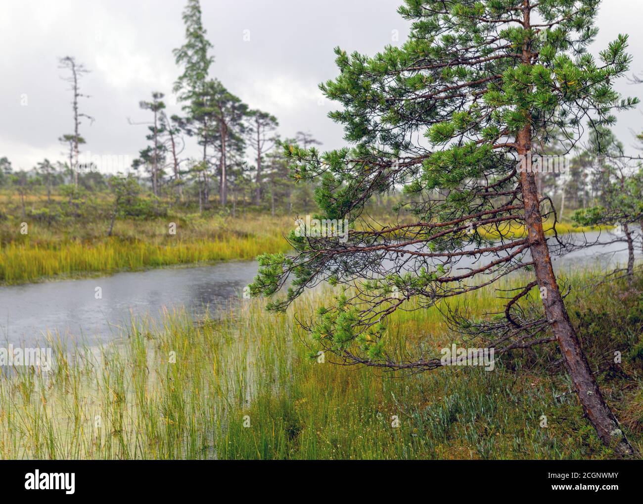 Rainy and gloomy day in the bog, traditional bog landscape with wet ...