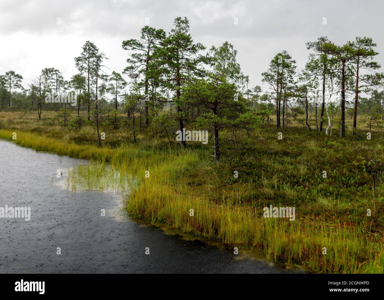 Rainy and gloomy day in the bog, texture of raindrops on the surface of ...