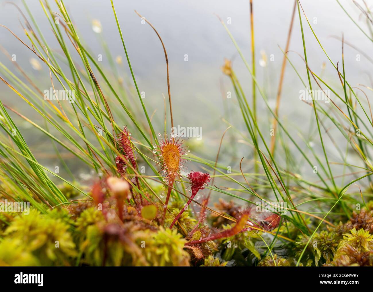 traditional bog vegetation with grass, mosses and lichens in the rain ...