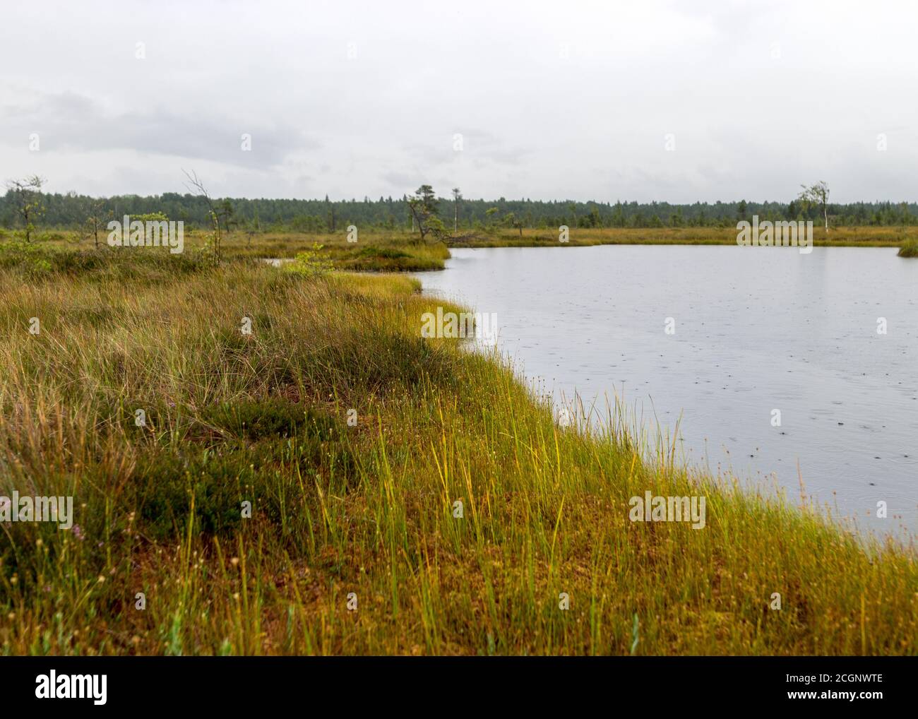 Rainy and gloomy day in the bog, traditional bog landscape with wet ...