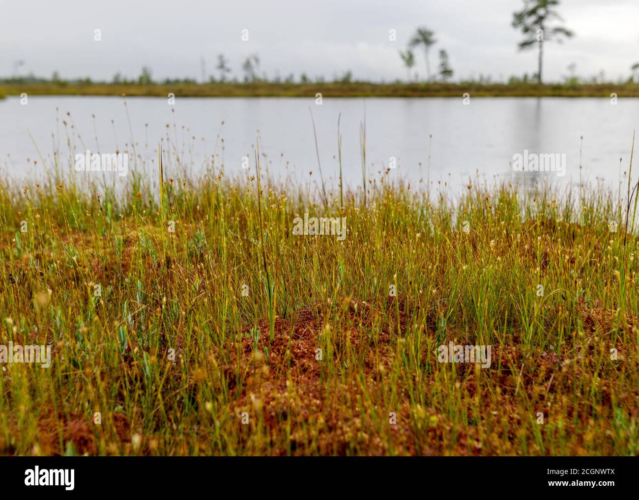 Rainy and gloomy day in the bog, traditional bog landscape with wet ...