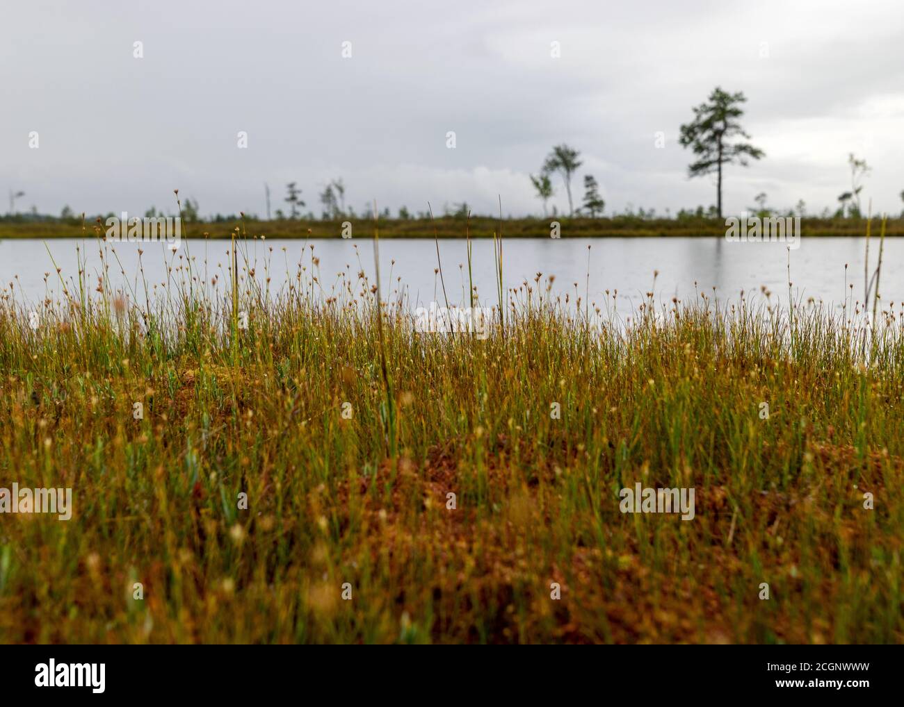 Rainy and gloomy day in the bog, traditional bog landscape with wet ...