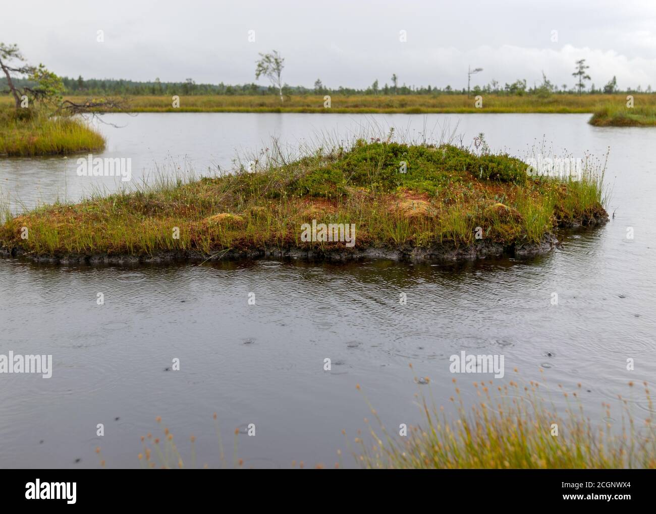 Rainy and gloomy day in the bog, texture of raindrops on the surface of ...