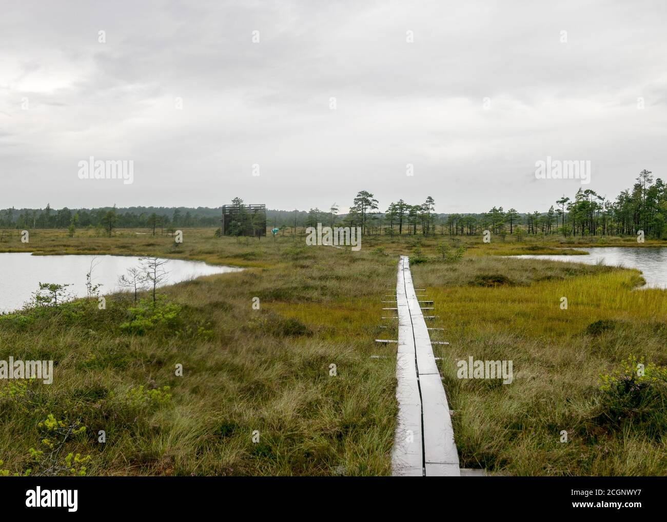 traditional bog landscape with wet trees, grass and bog moss during ...