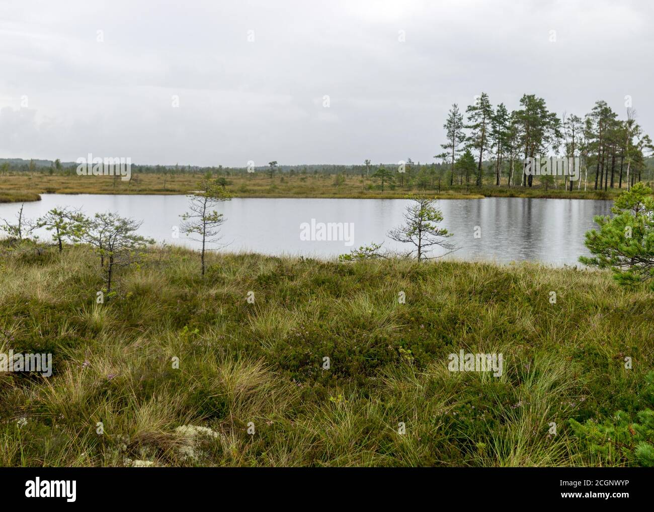 Rainy and gloomy day in the bog, traditional bog landscape with wet ...