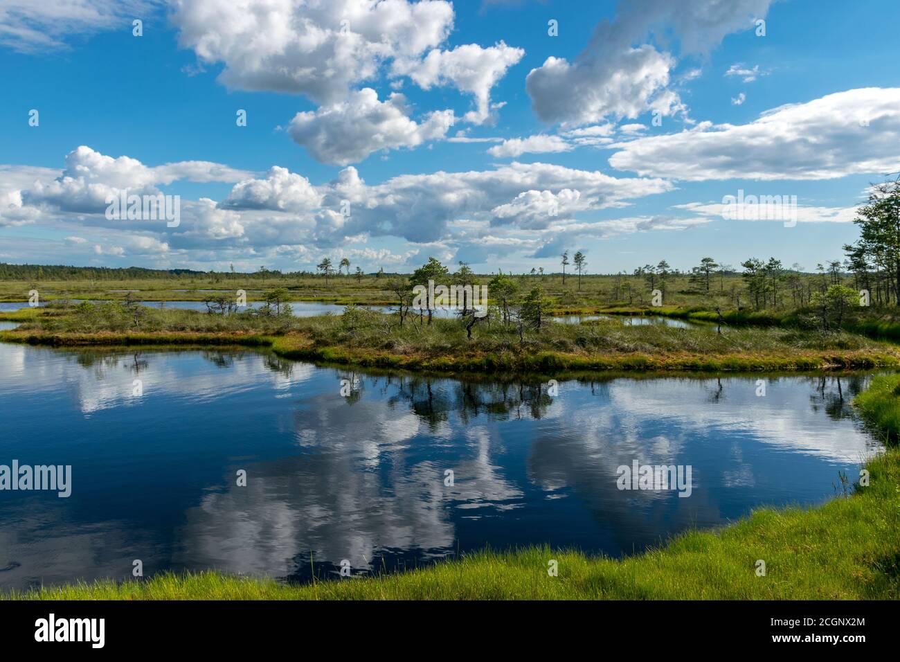 sunny summer landscape from the swamp, white cumulus clouds reflect in ...