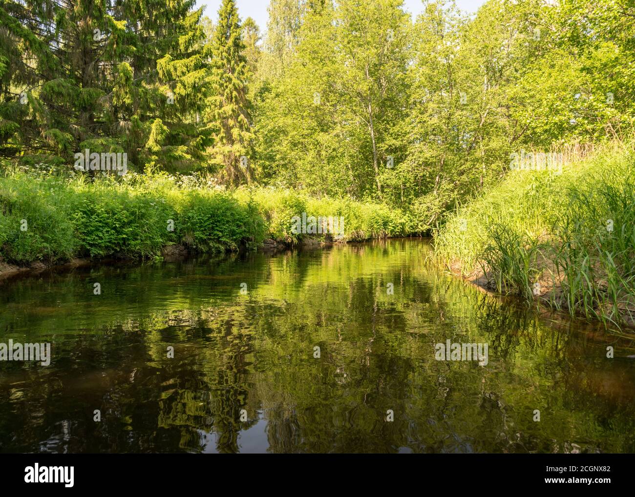 summer landscape with forest river reflection view, green forest river ...