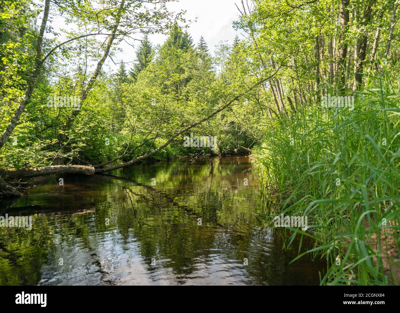 summer landscape with forest river reflection view, green forest river ...